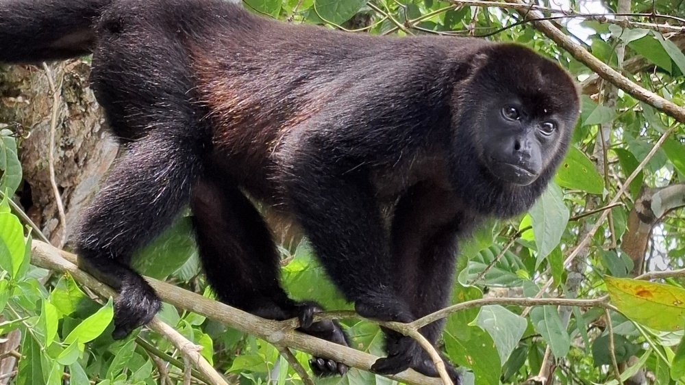 Exciting blend Embera Village and Monkey Island | 6.5 hrs